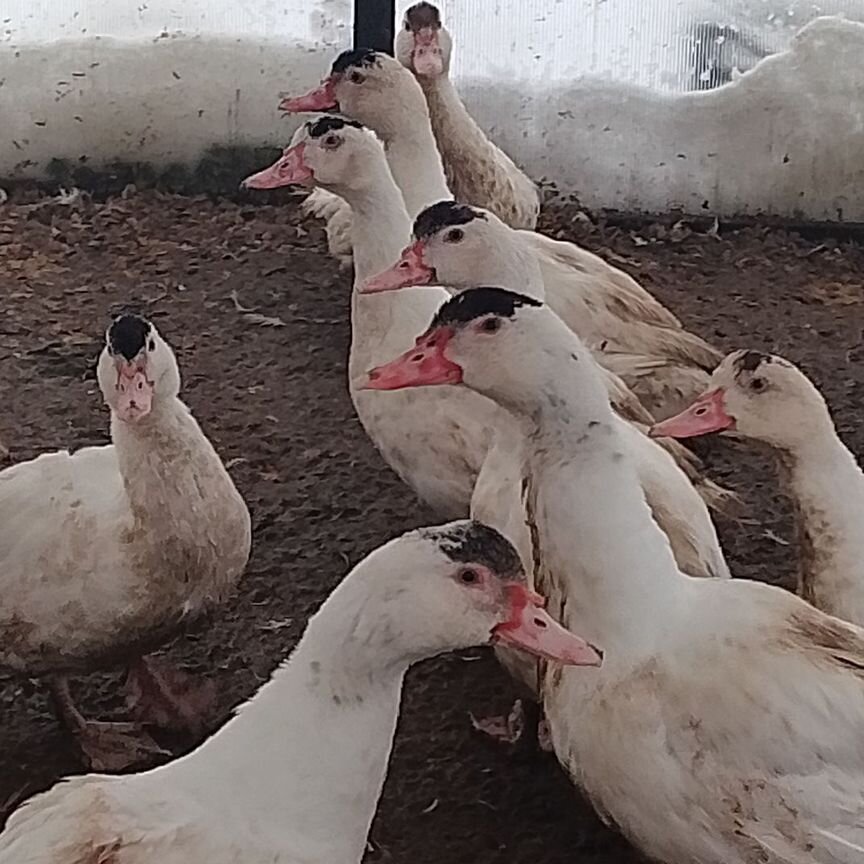 Утиные яйца на инкубацию