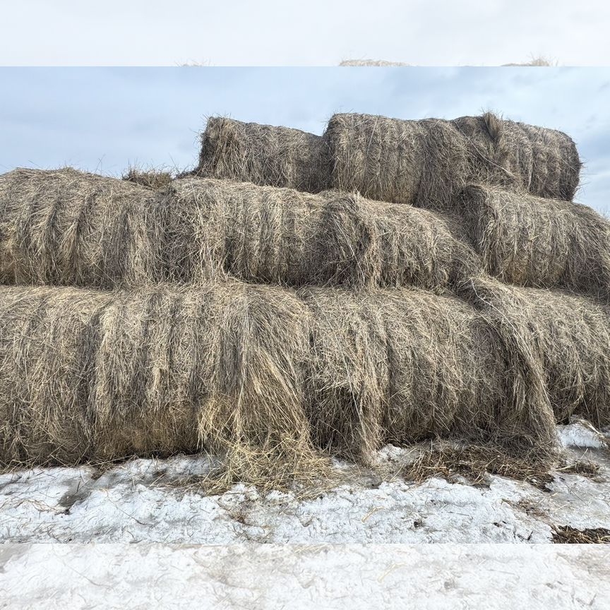 Сено в рулонах