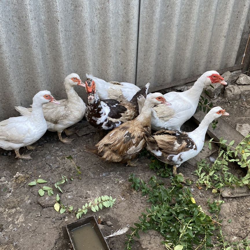 Утки шептуны