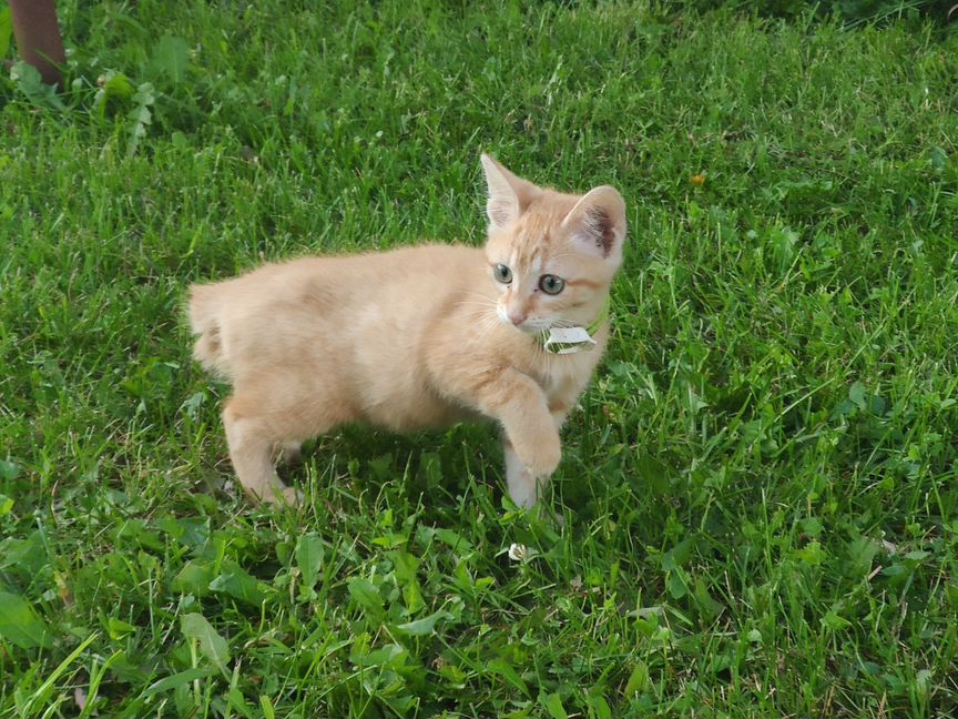 Котята бобтейл