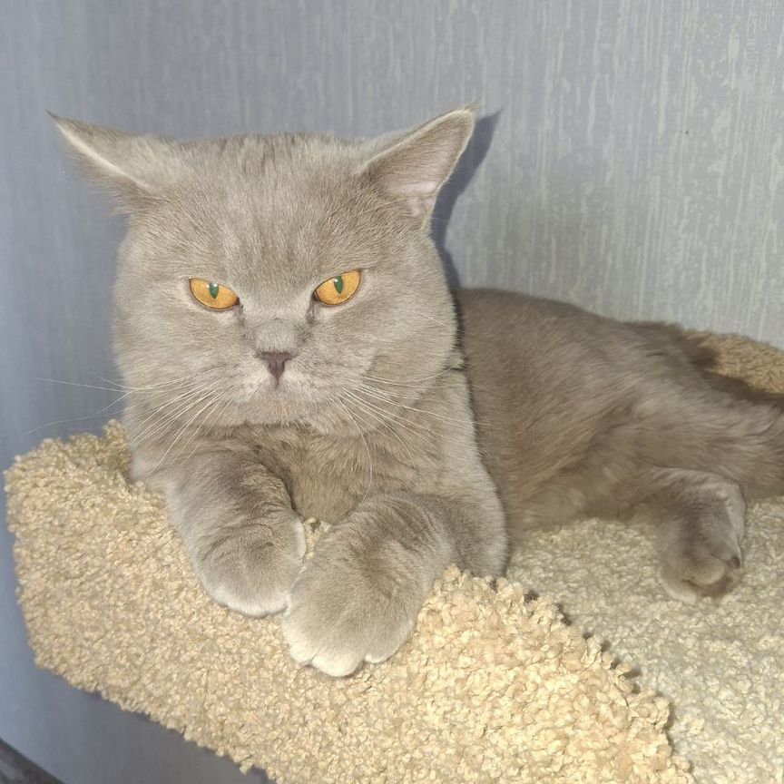 Британский короткошёрстный, взрослый кот