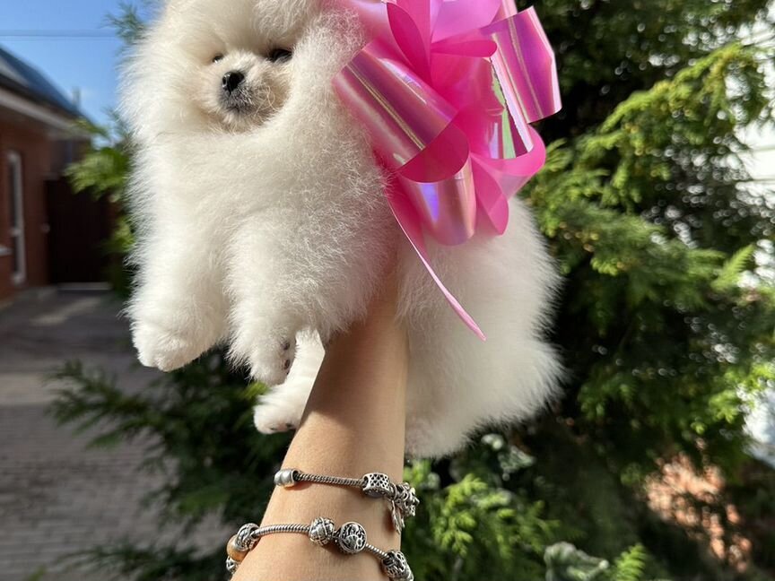 Щенок шпица тип мишка девочка