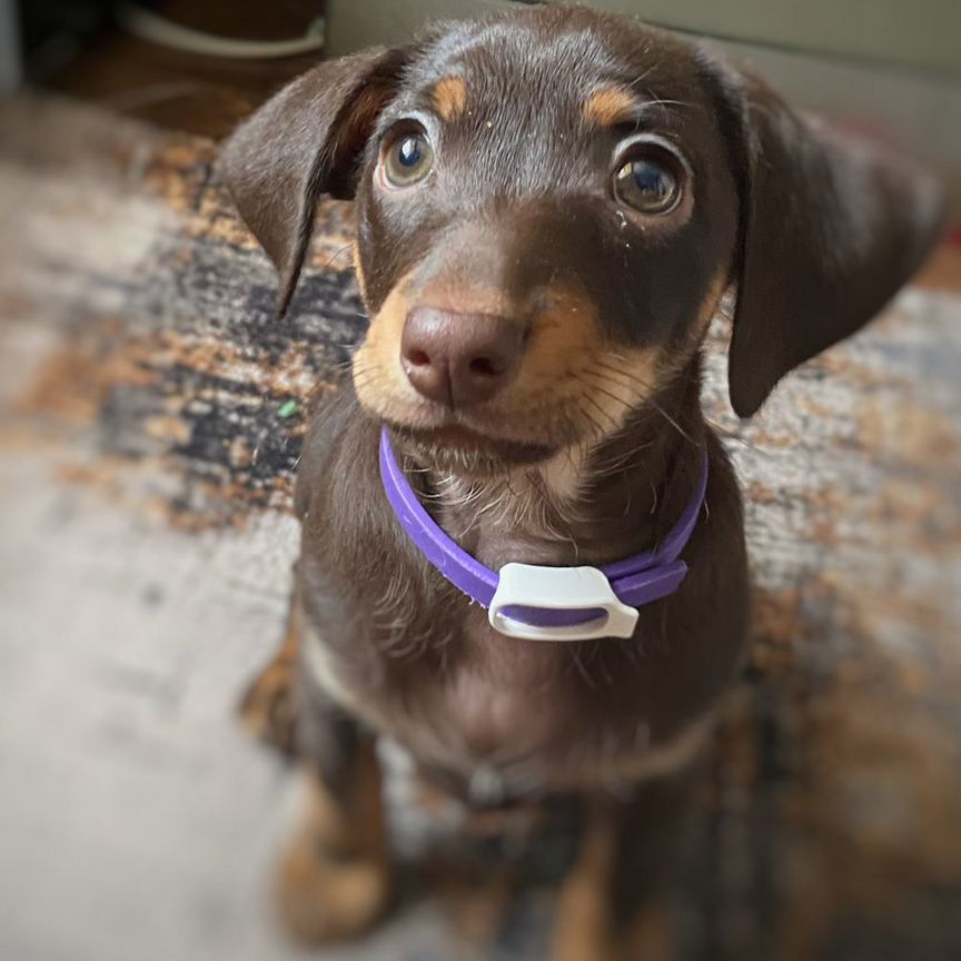 Такса, щенок