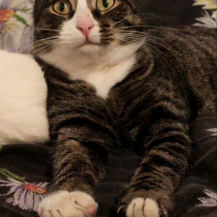 Кошка