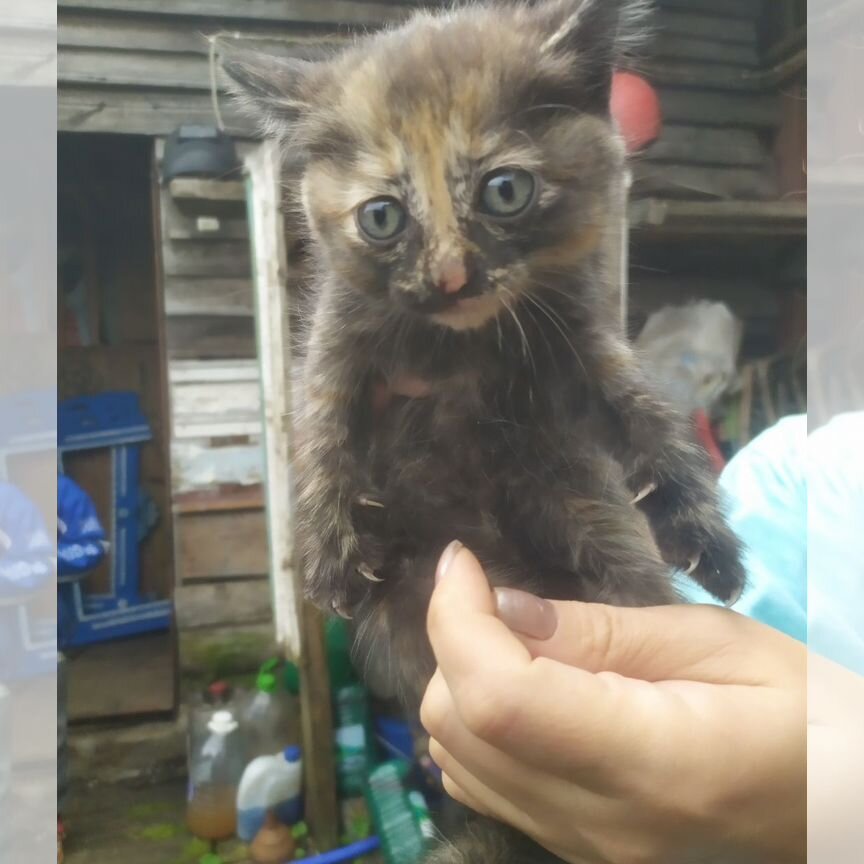 Котёнок в добрые руки