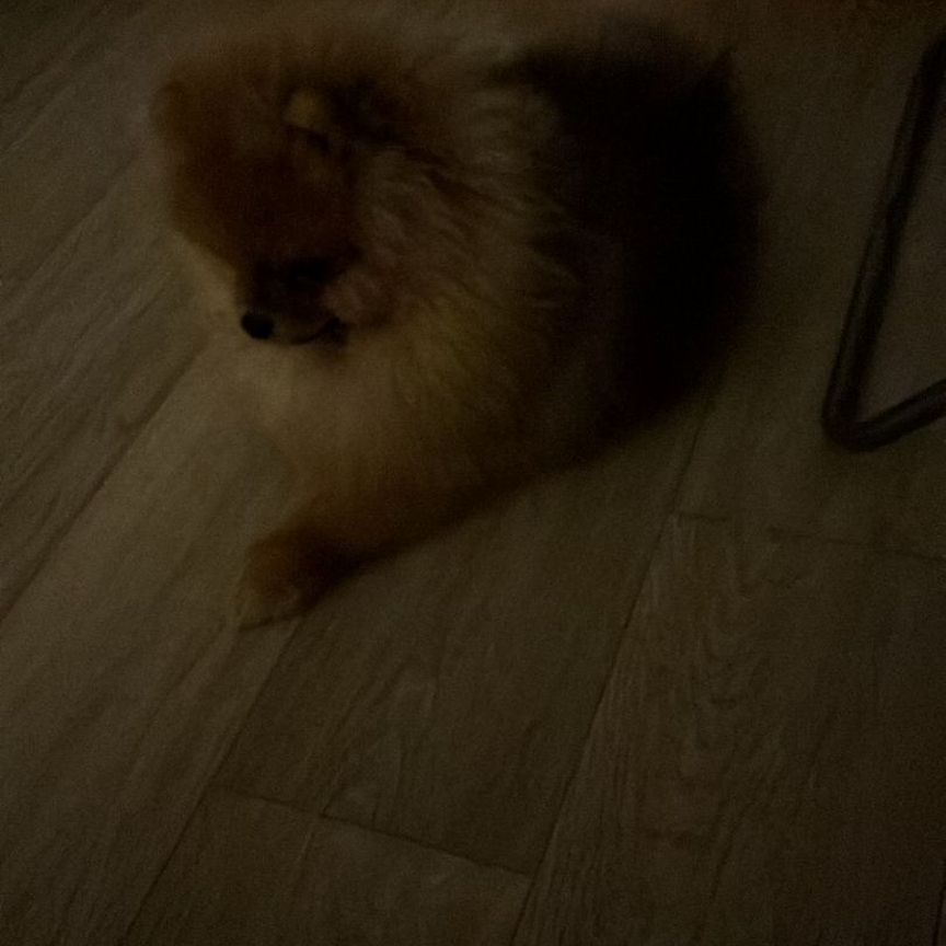 Шпиц мини мишка