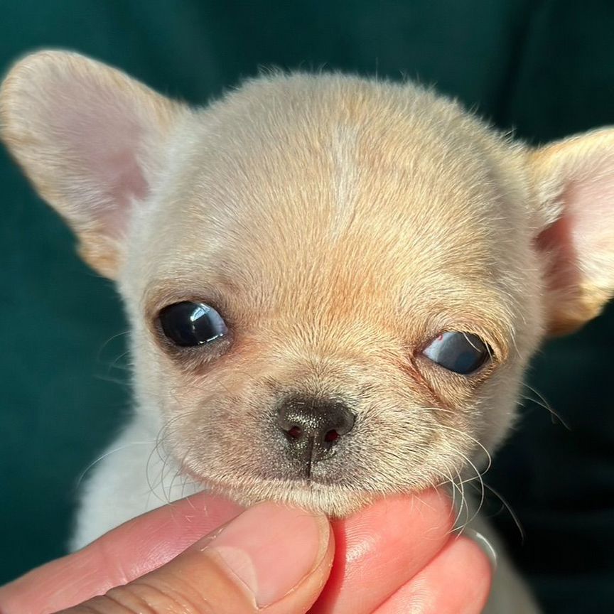 Чихуахуа мини мальчик