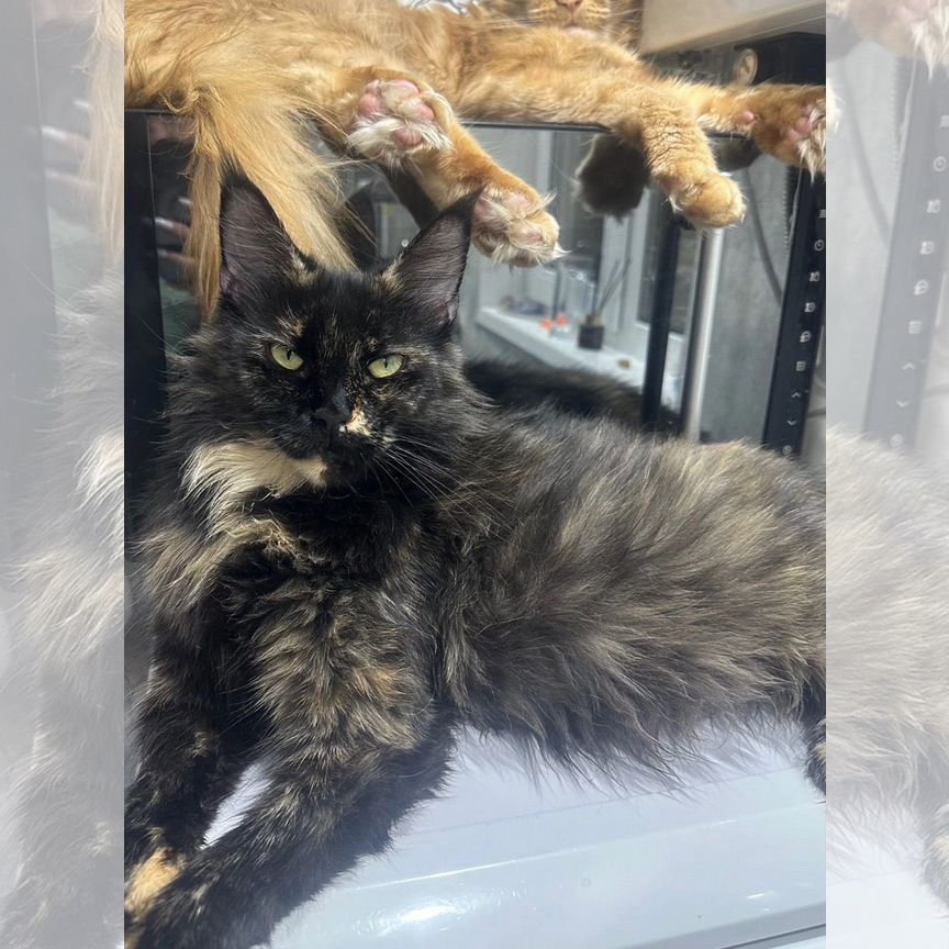 Котята чистопородные