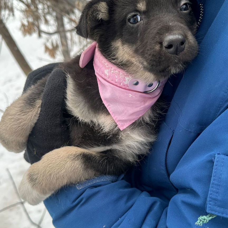 Щенки малышата. В добрые руки