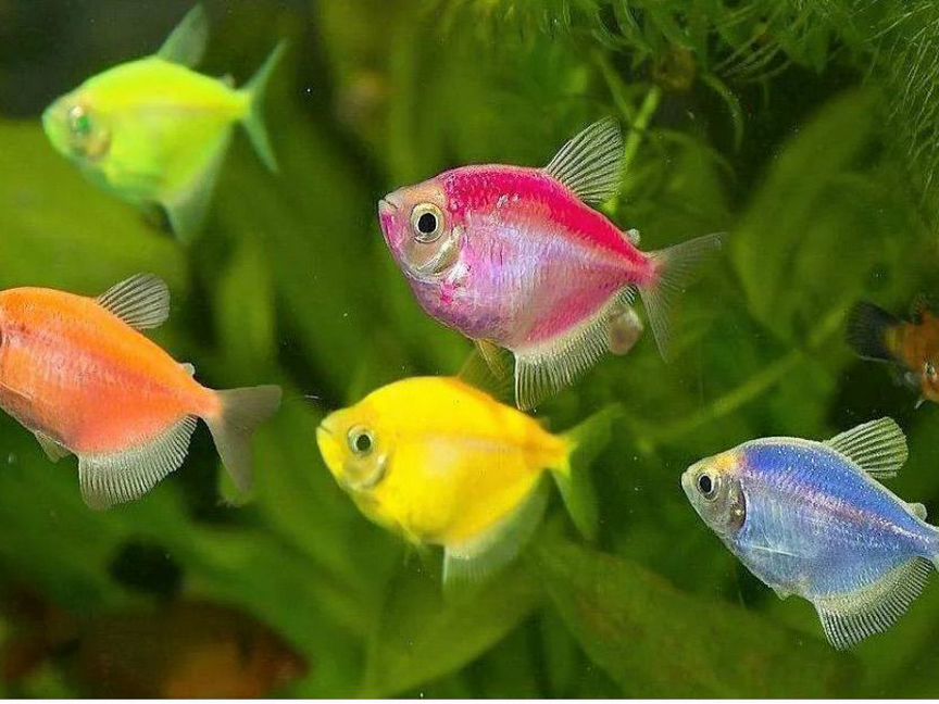 Рыба Тернеции