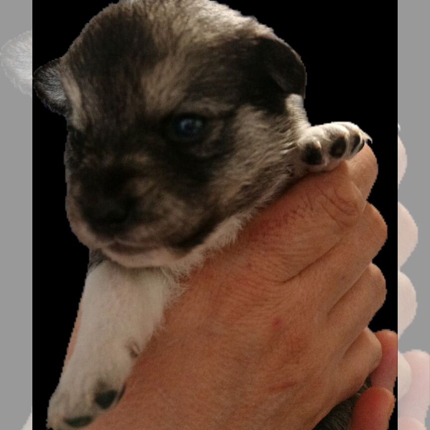 Щенок в добрые руки