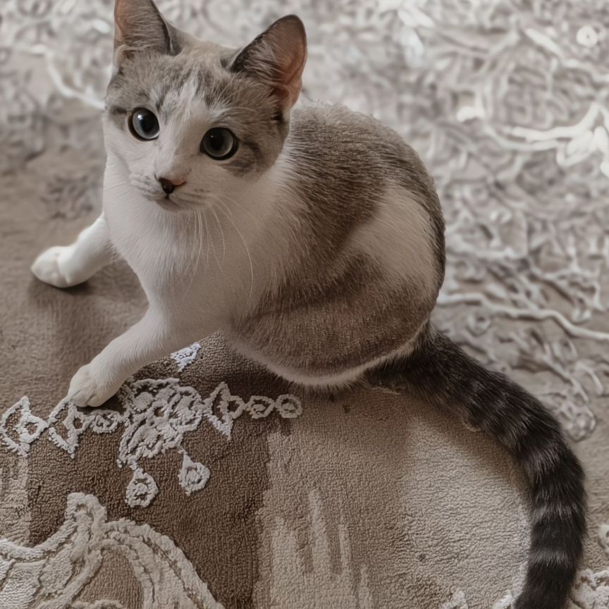 Британский длинношёрстный котёнок