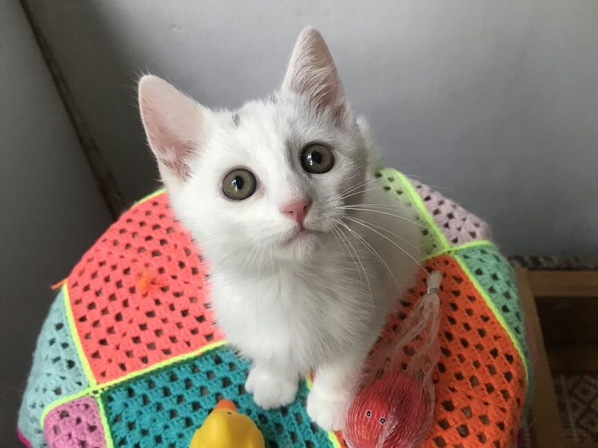 Самый ласковый котенок ищет дом