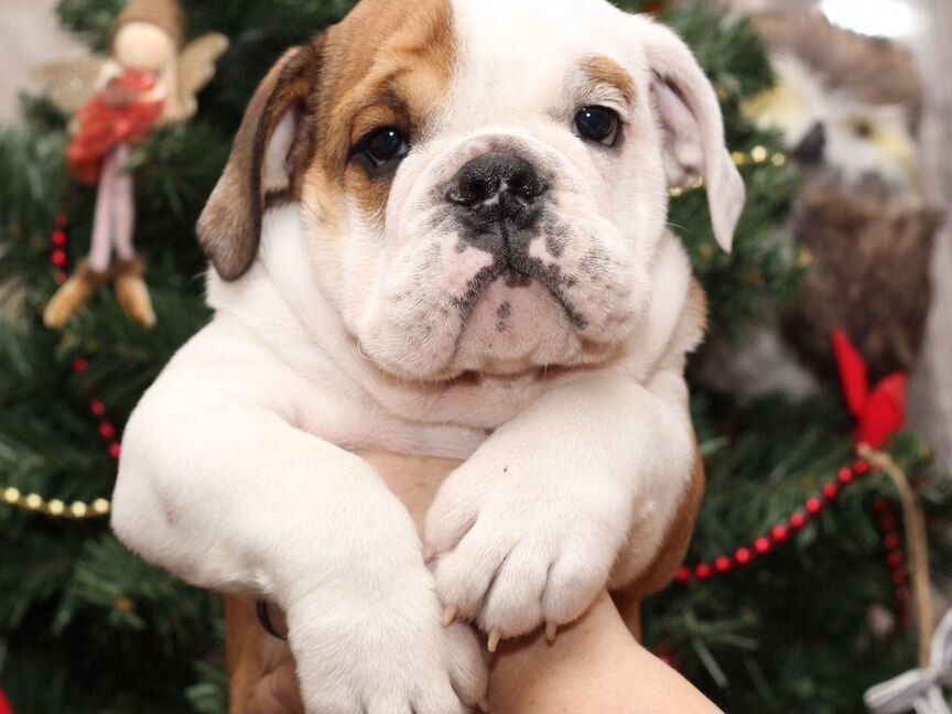 Английский бульдог