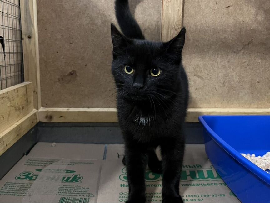 Лелик котенок дворовой
