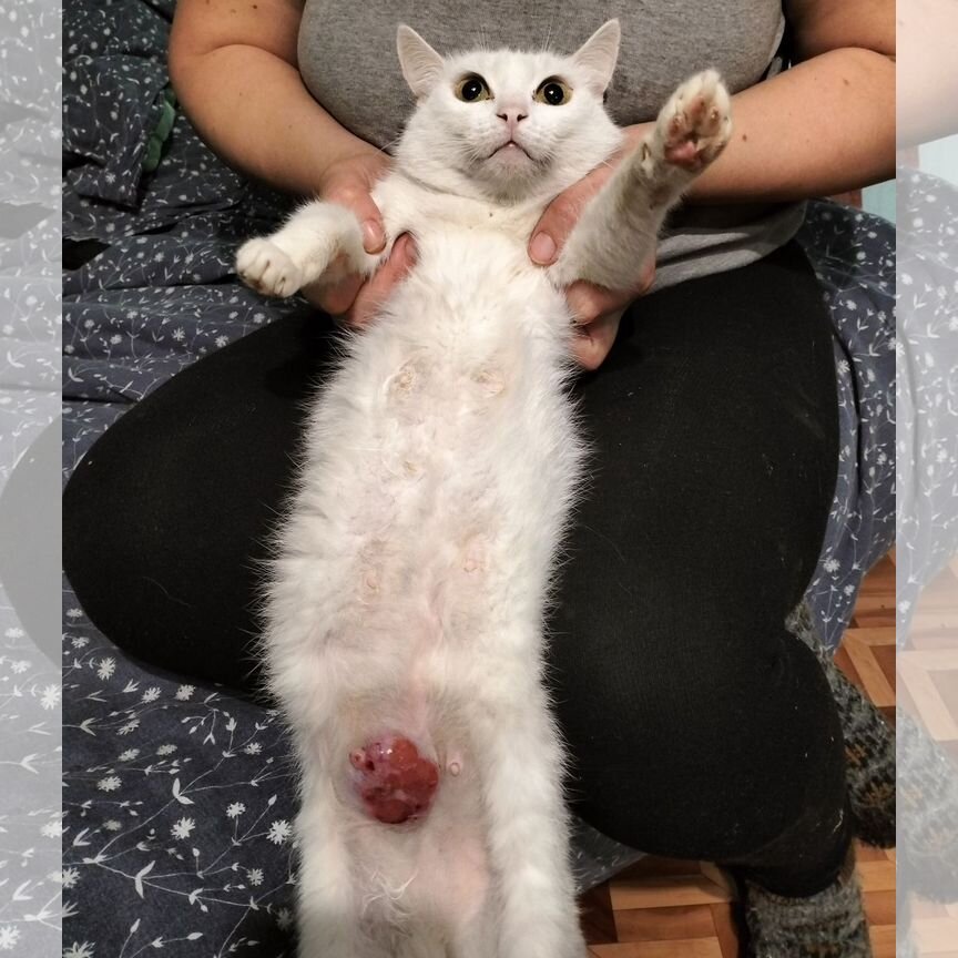 Взрослая, Девочка кошка в добрые руки