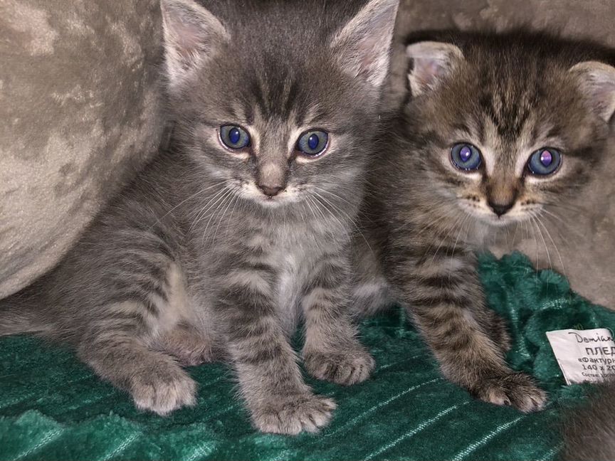 Самые милые котята в добрые руки