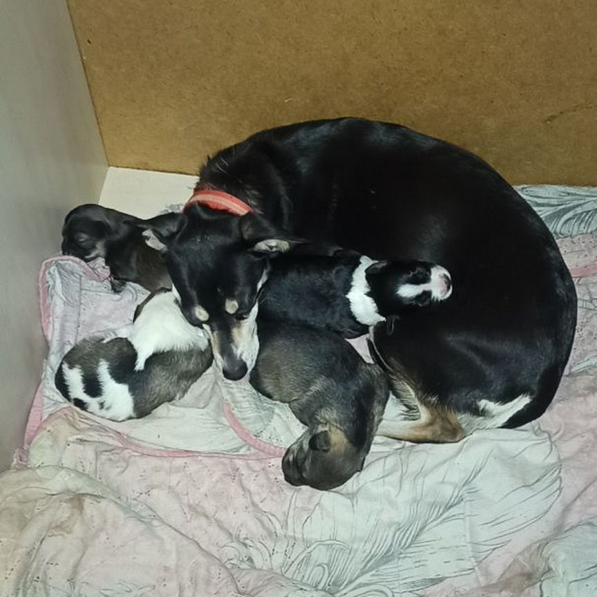 Русский той-терьер, щенок