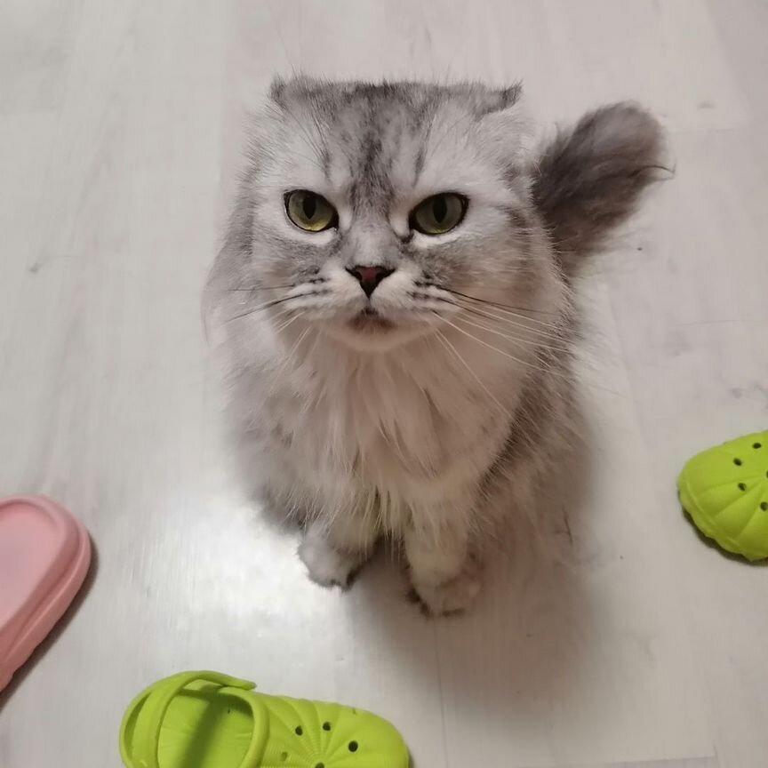 Кошки коты