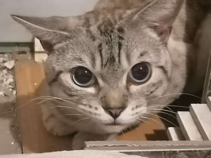 Кот в добрые руки