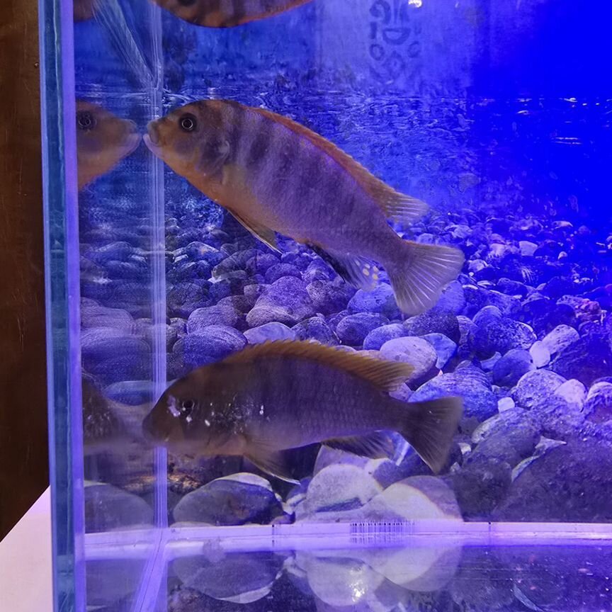 Кимпума Ред