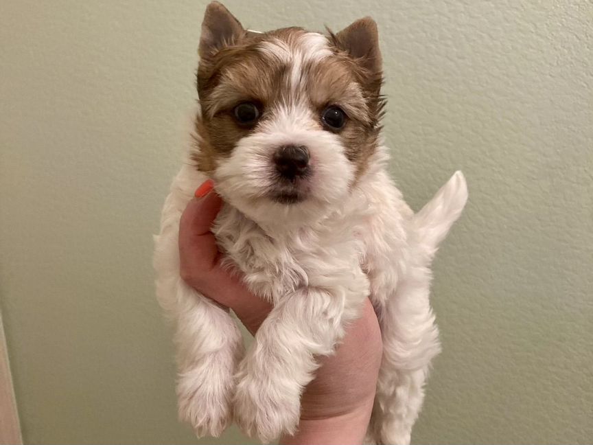 Йорк с голубыми глазами белый мальчик