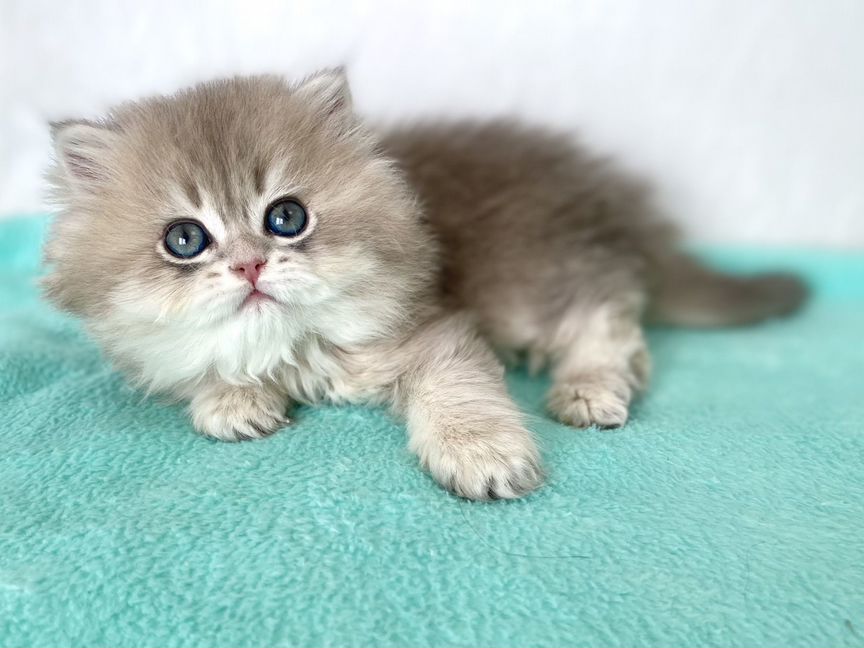 Шикарный котенок в подарок любимы и родным