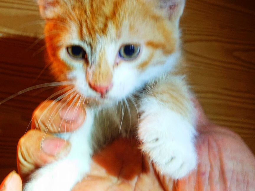 Котёнок. Котёнок. Котёночек