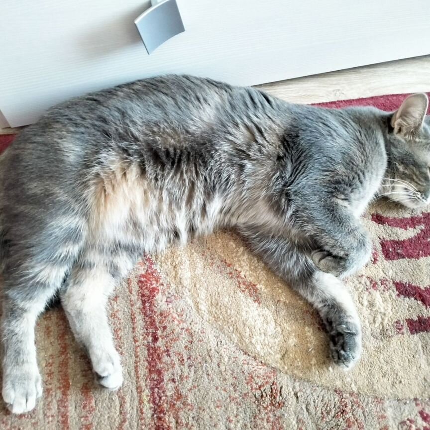 Кошка в дар бесплатно