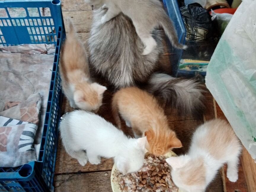 Котята в добрые руки, голубые глазки