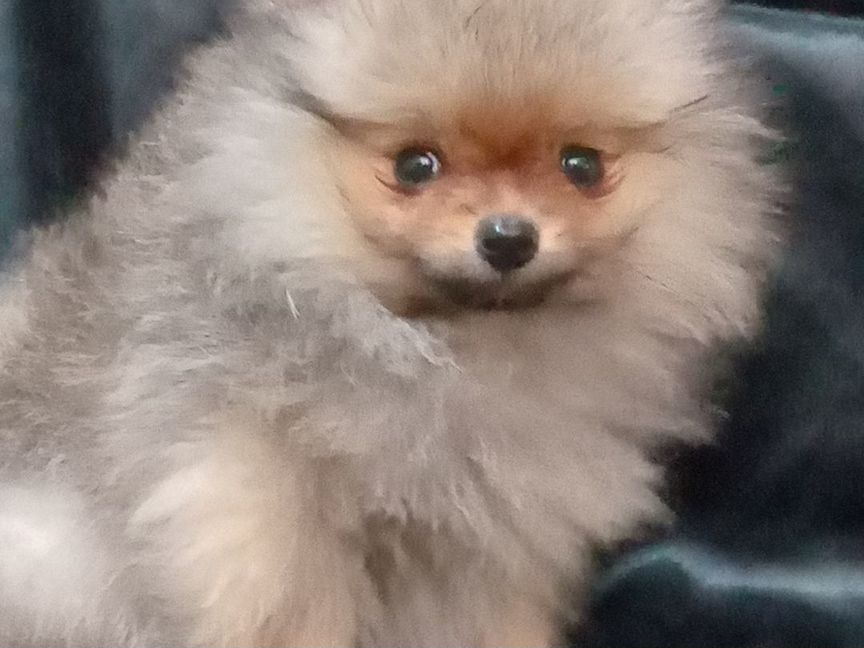 Малышка Ляля мини