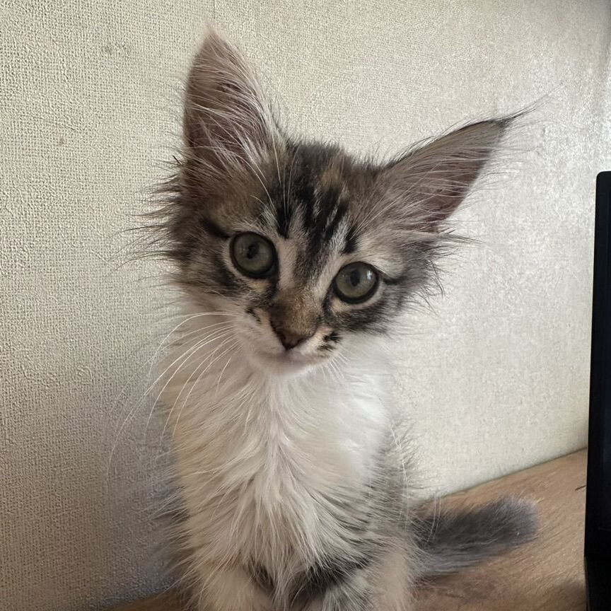 Котенок в добрые руки