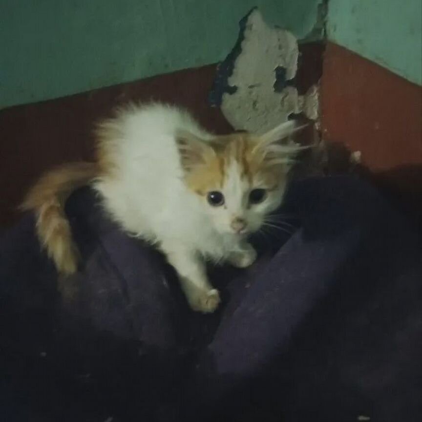 Котенок из подвала ищет дом
