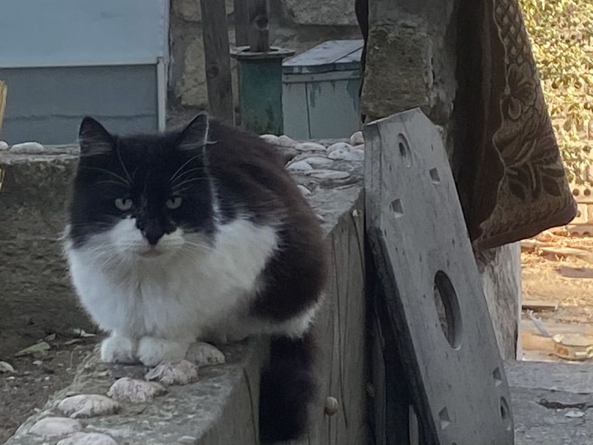 Порода сибирская кошка