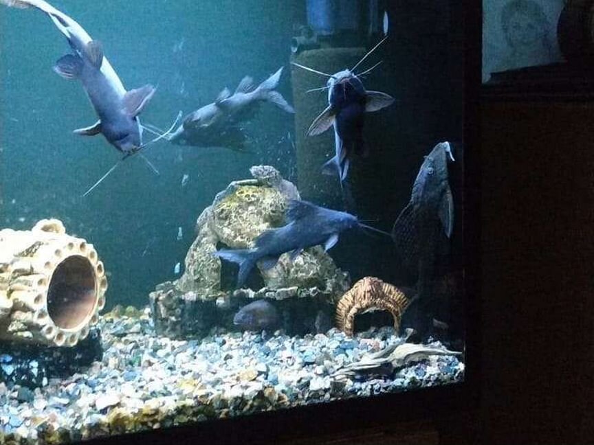 Аквариум в тёмных тонах