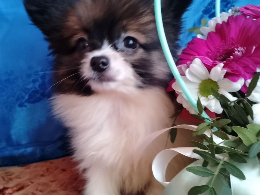 Мальчик папийон