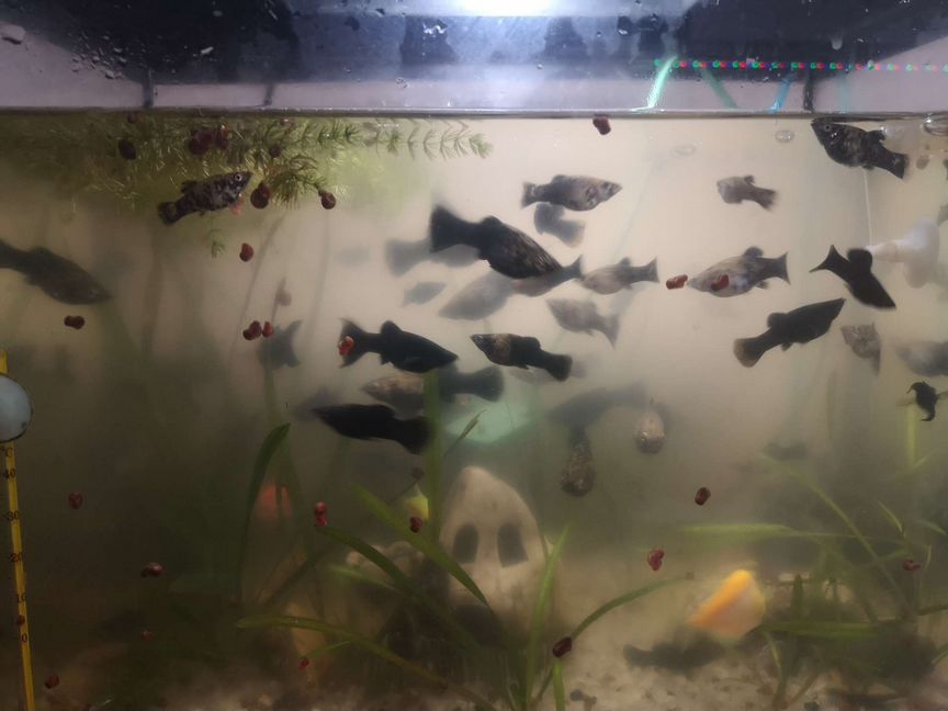 Черная молинезия