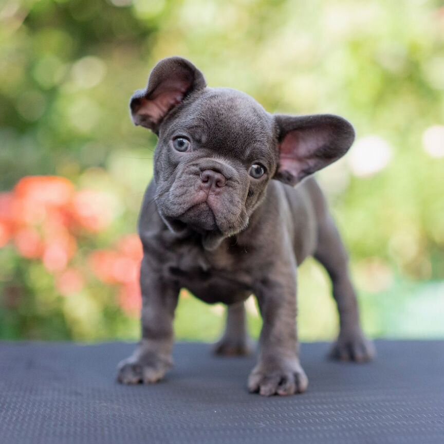 Французский бульдог щенки