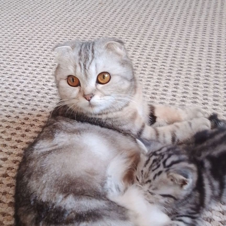 Шотландские котята