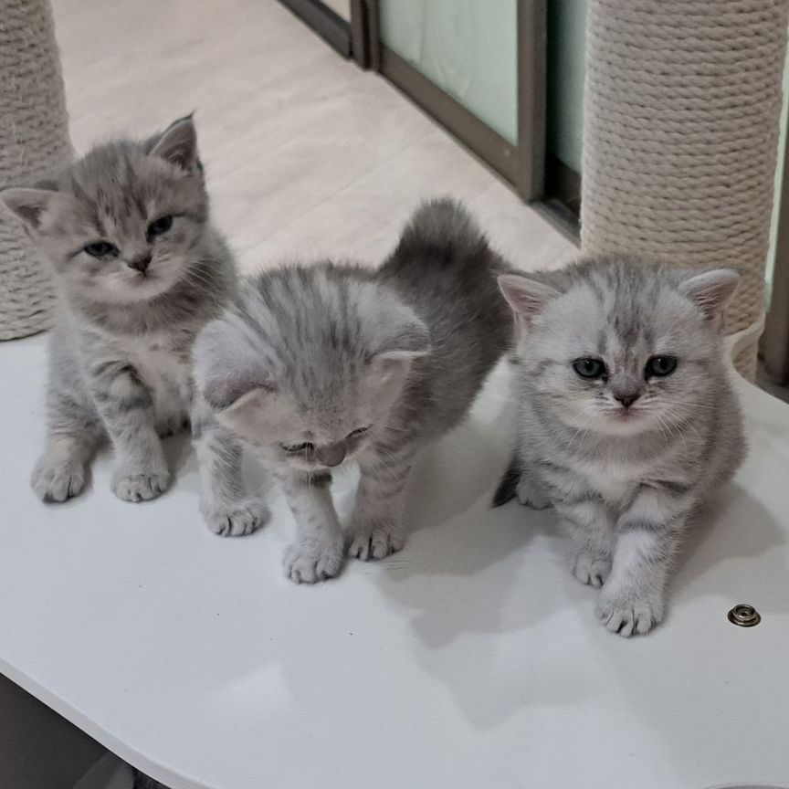 Британский короткошёрстный котёнок