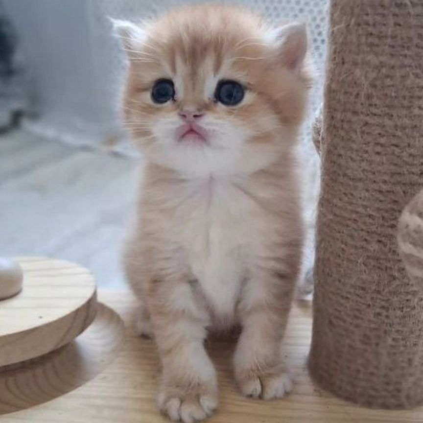 Шотландский прямоухий короткошёрстный котёнок