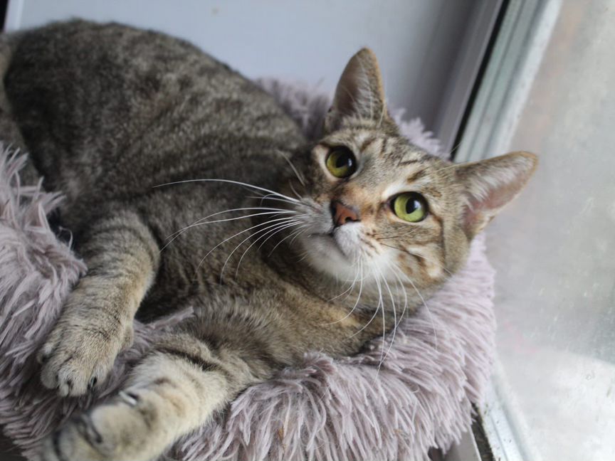 Чудный кот в добрые руки