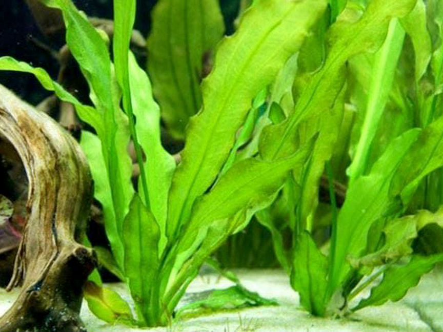 Эхинодорус майор, эхинодорус большой (Echinodorus