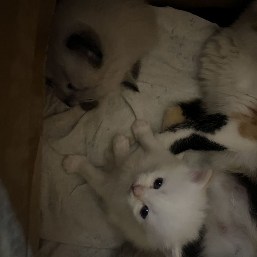 Котёнок в добрые руки