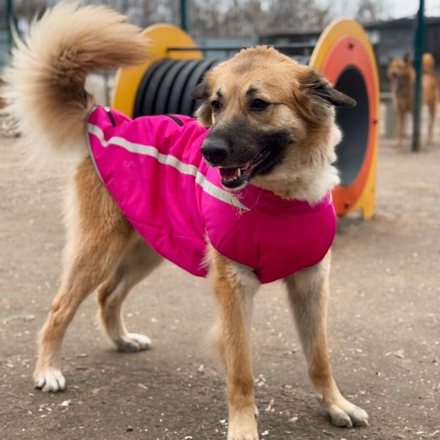 Собака Пшенка в добрые руки Девочка рыжая
