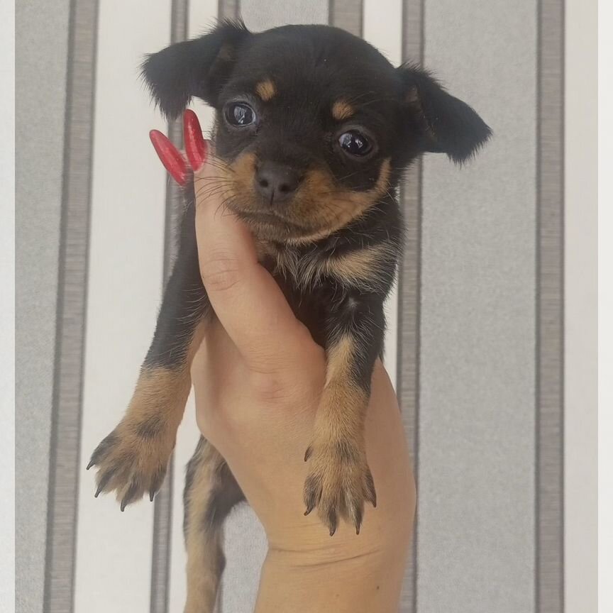 Черно-подпалая крошка