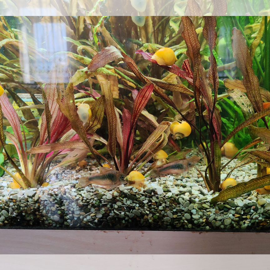 Эхинодорус Красный криман