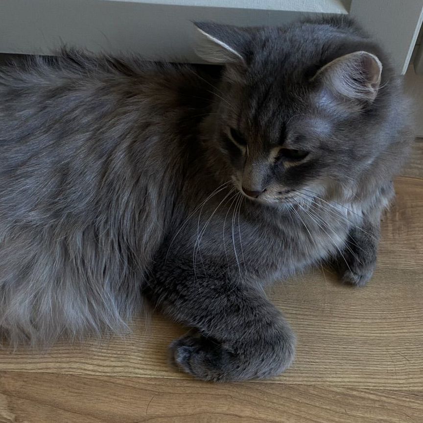 Взрослый кот в добрые руки