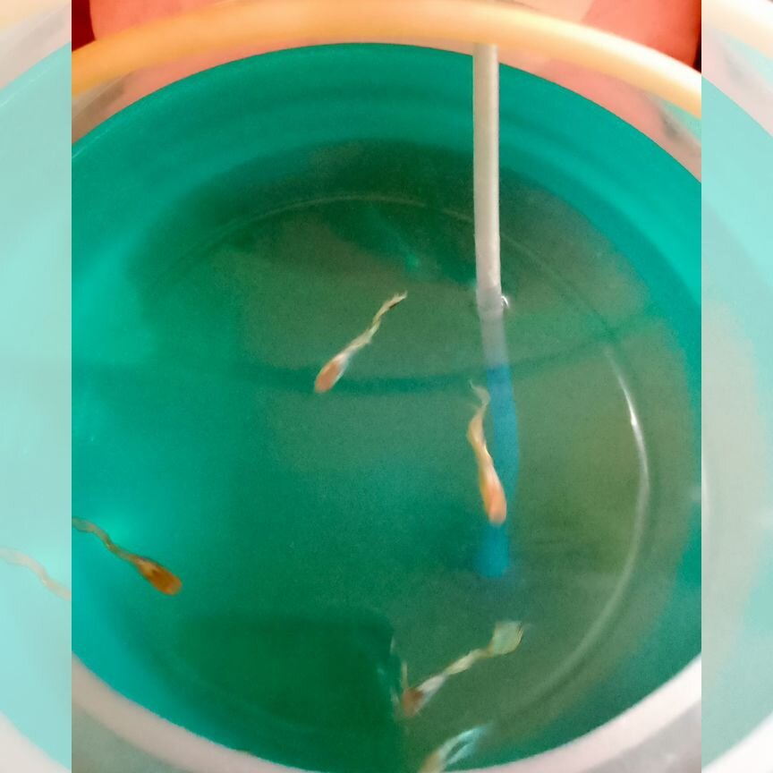 Отдам рыбок вместе с аквариумом