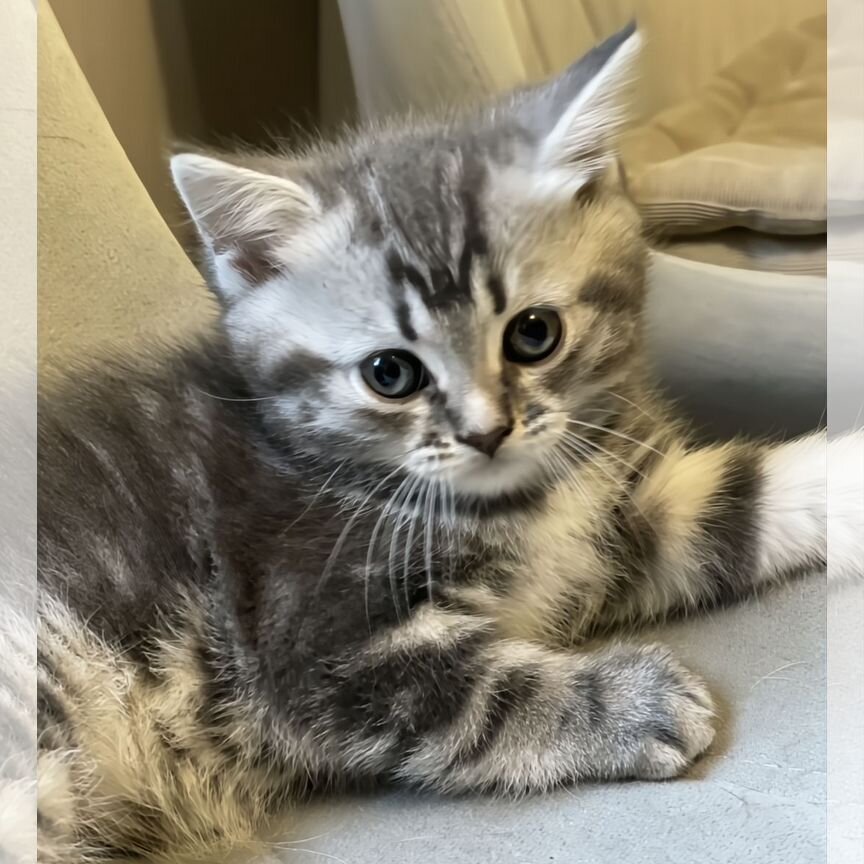 Британский короткошёрстный котёнок